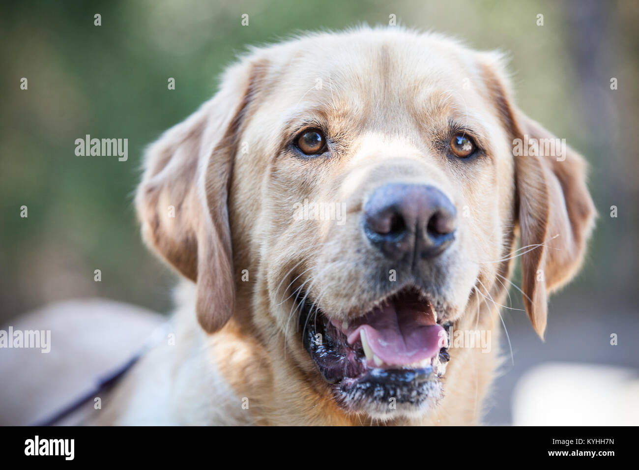 Smiling labrador hi-res stock photography and images - Alamy