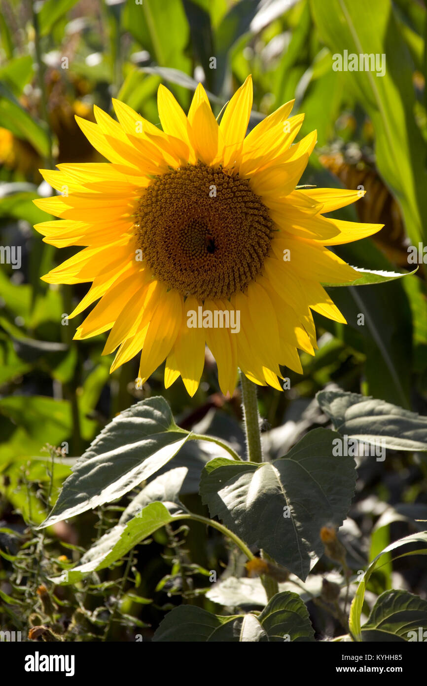 A single sunflower on the edge of a field of sunflowers Stock Photo - Alamy