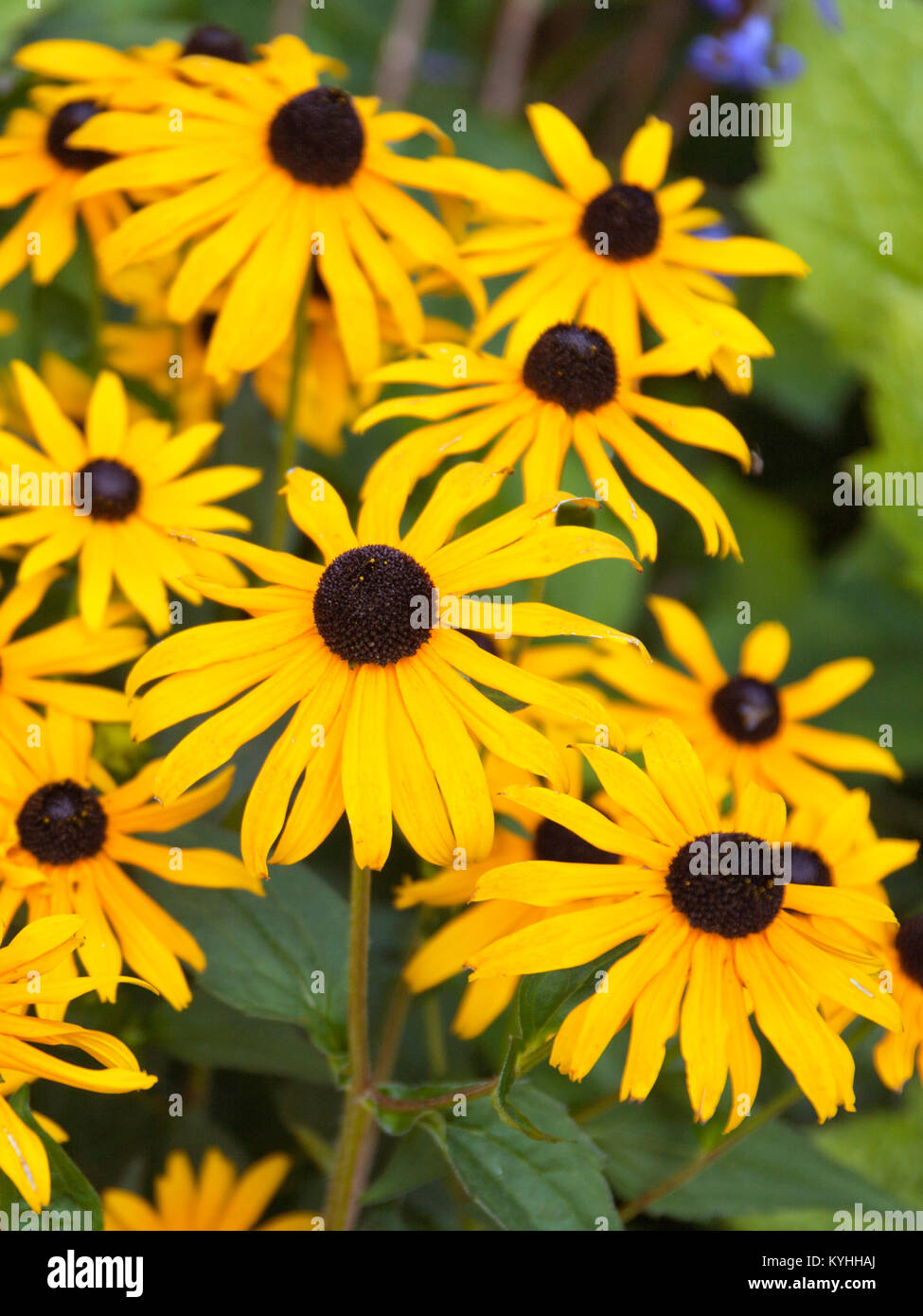 Colourful yellow rudbeckia flower display Stock Photo - Alamy