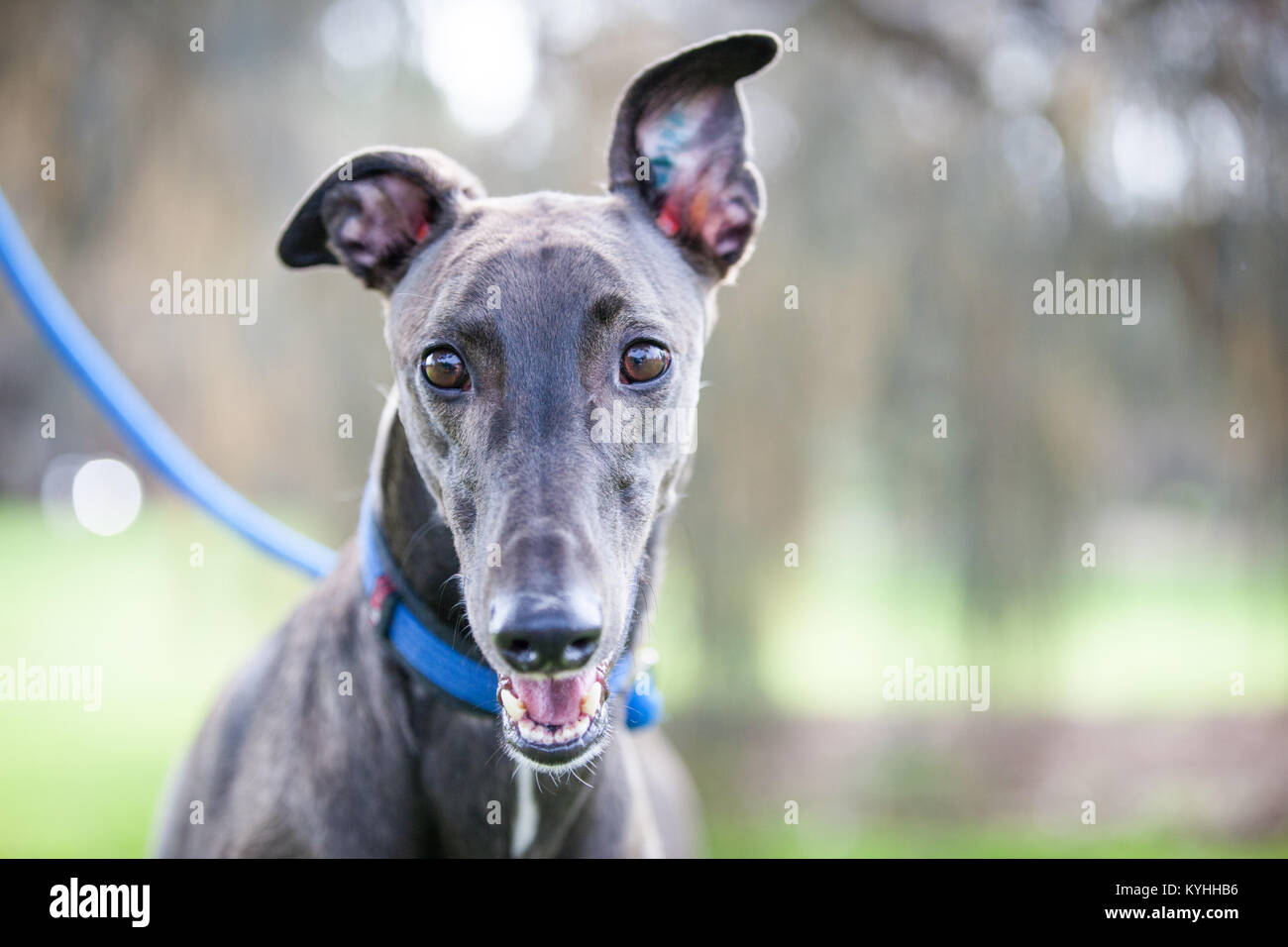 Whippet greyhound hi-res stock photography and images - Alamy