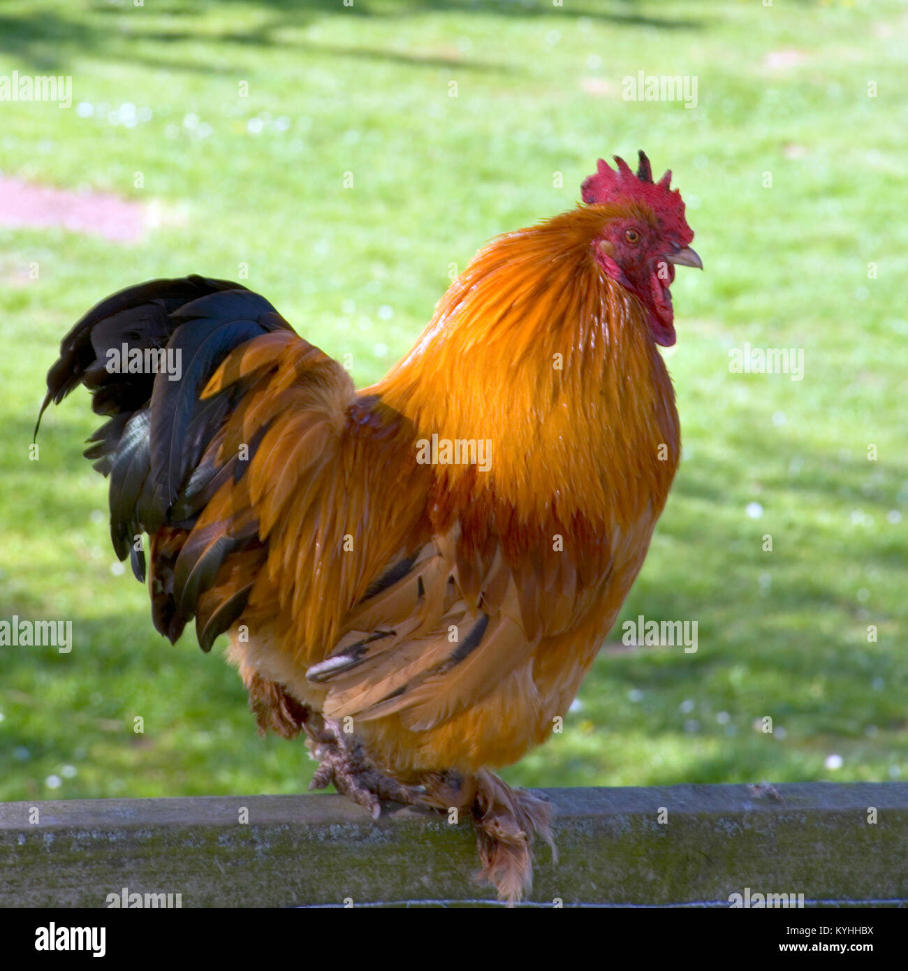 Free range chicken on a fence Stock Photo - Alamy