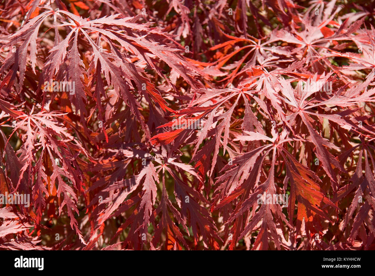 Vibrant red acer leaves pattern background Stock Photo - Alamy