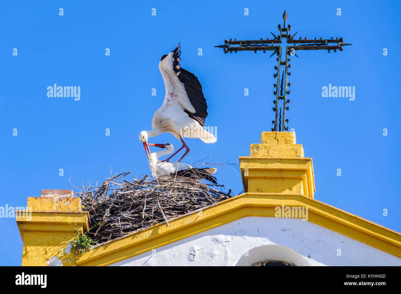 Baby bell bird hi-res stock photography and images - Alamy