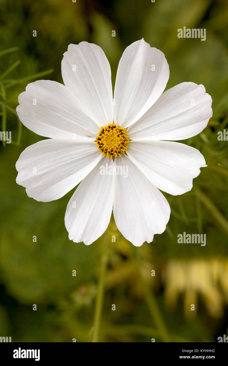 A single white cosmos flower Stock Photo - Alamy