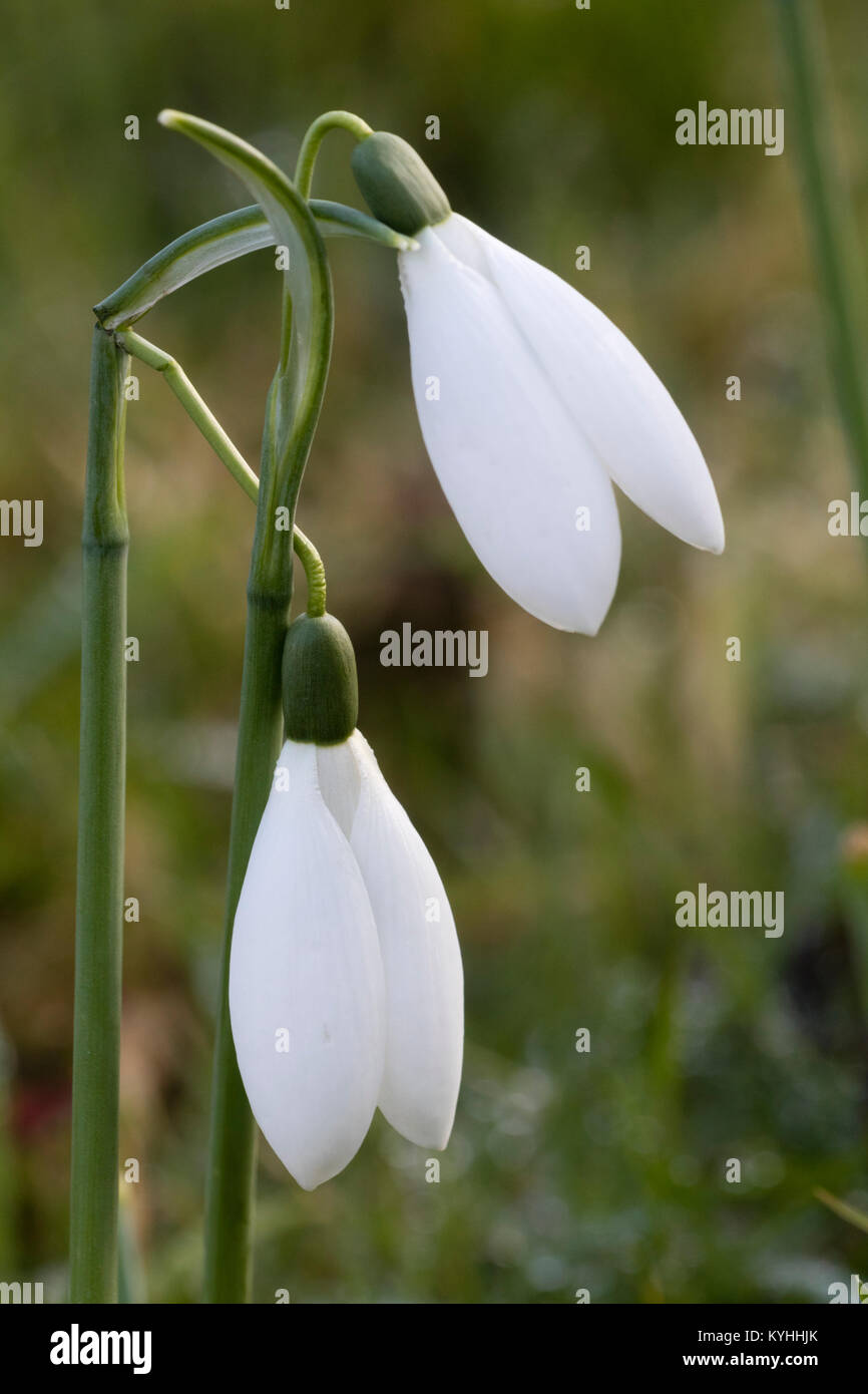 White winter flowers of the selected form of the giant snowdrop ...