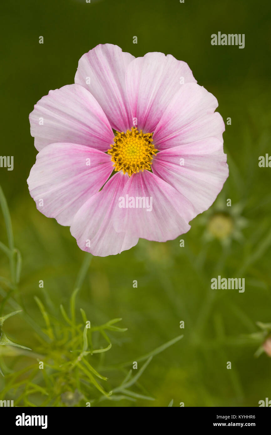 A single pink cosmos flower Stock Photo - Alamy