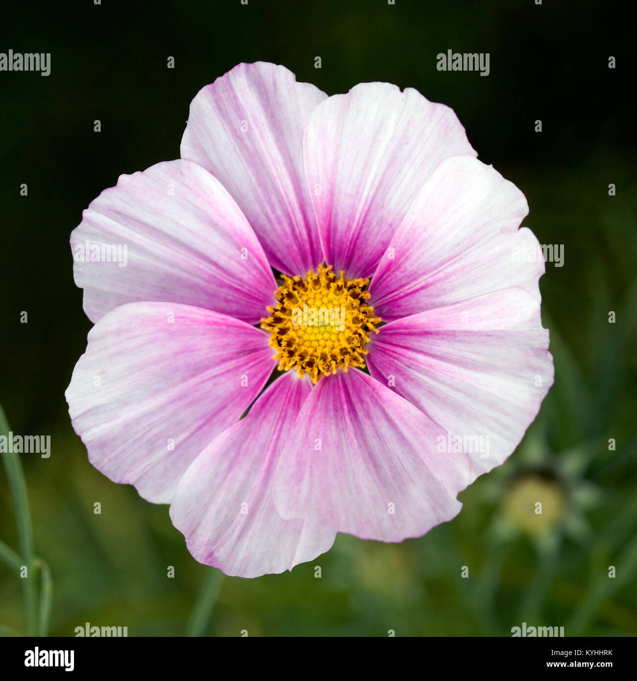 A single pink cosmos flower Stock Photo - Alamy