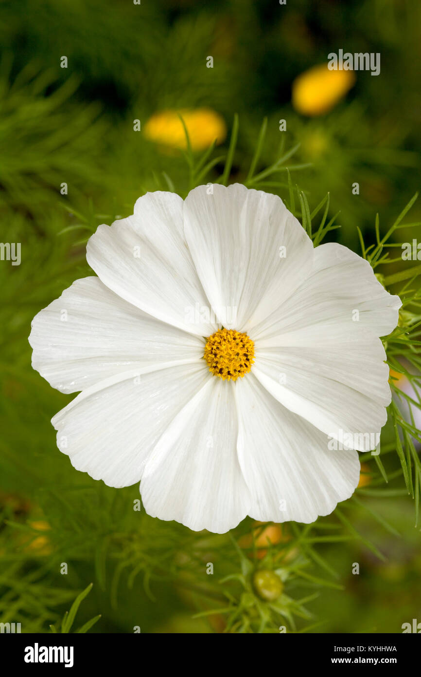 A single white cosmos flower Stock Photo - Alamy