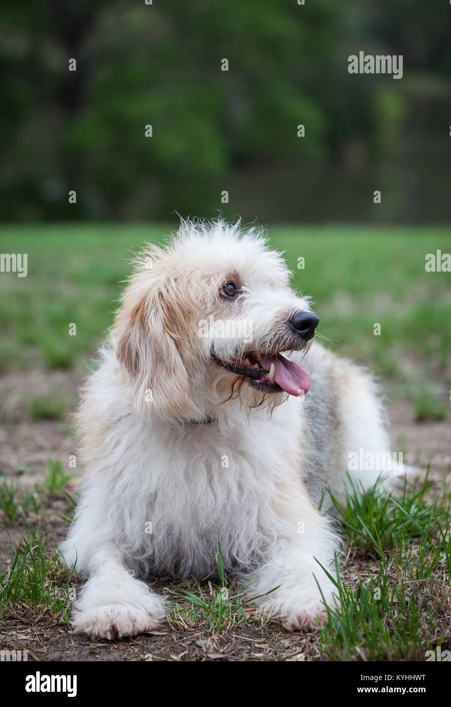 Happy scruffy dog hi-res stock photography and images - Alamy