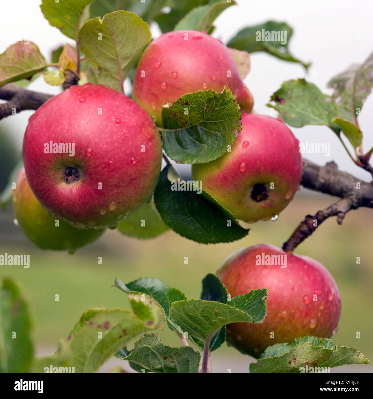 Apple tree cultivation hi-res stock photography and images - Alamy