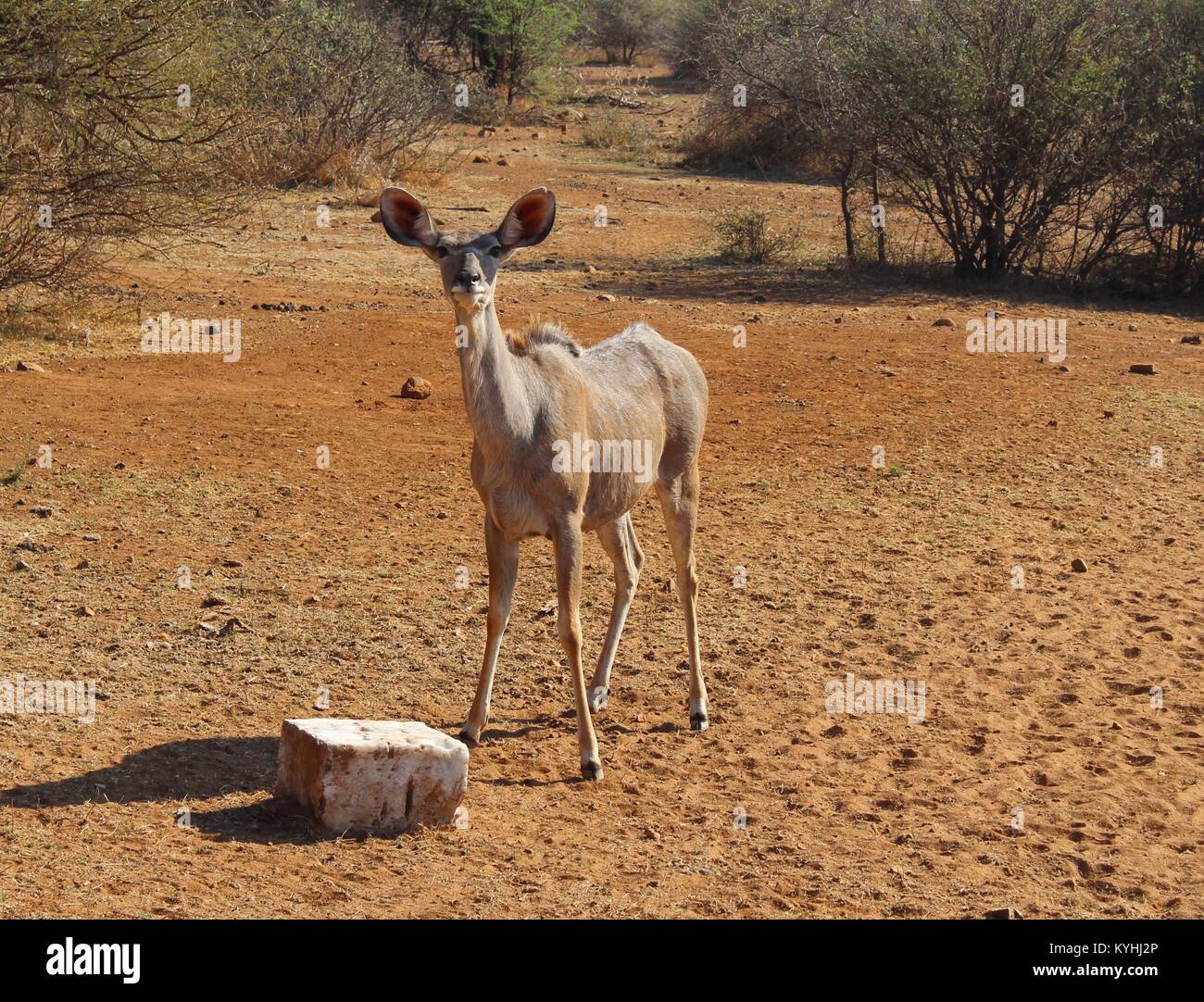 Beautiful Female Kudu High Resolution Stock Photography and Images - Alamy