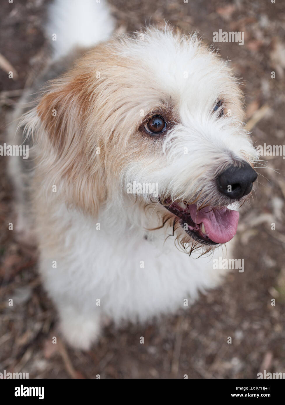Happy scruffy dog hi-res stock photography and images - Alamy