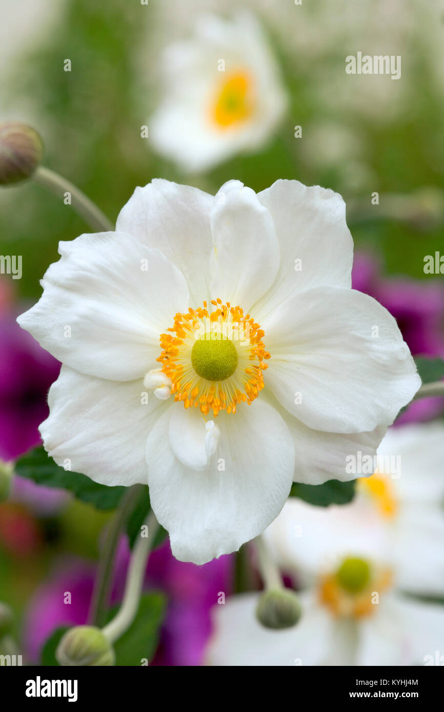 Japanese white flower hi-res stock photography and images - Alamy