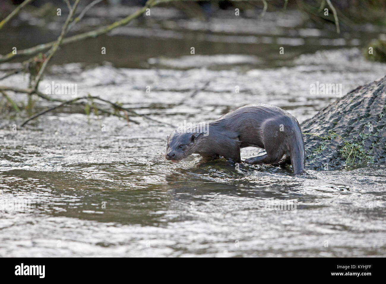 Nutria lutra lutra hi-res stock photography and images - Alamy