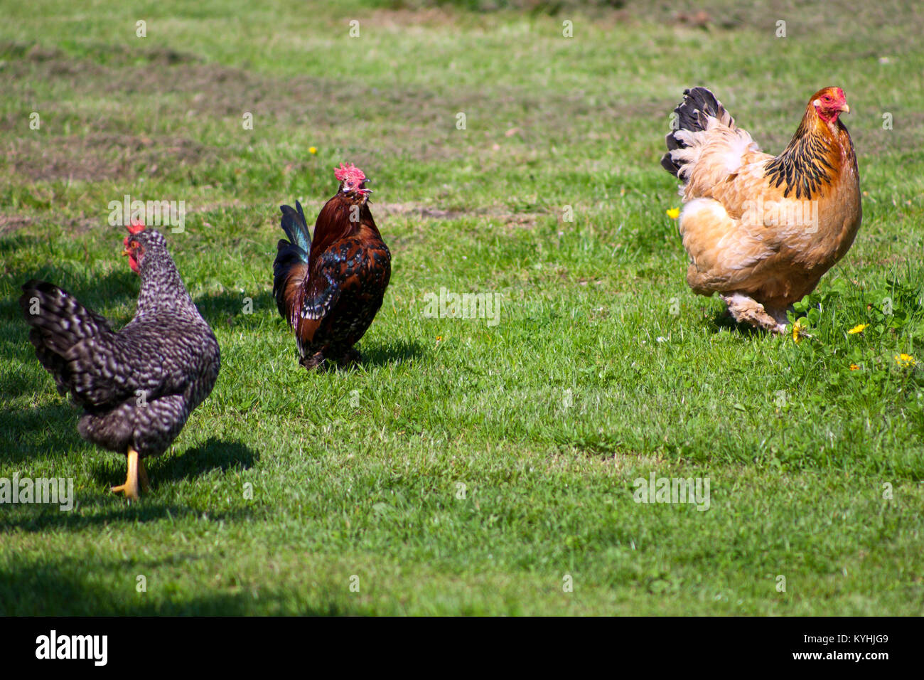 3 hens free range hi-res stock photography and images - Alamy