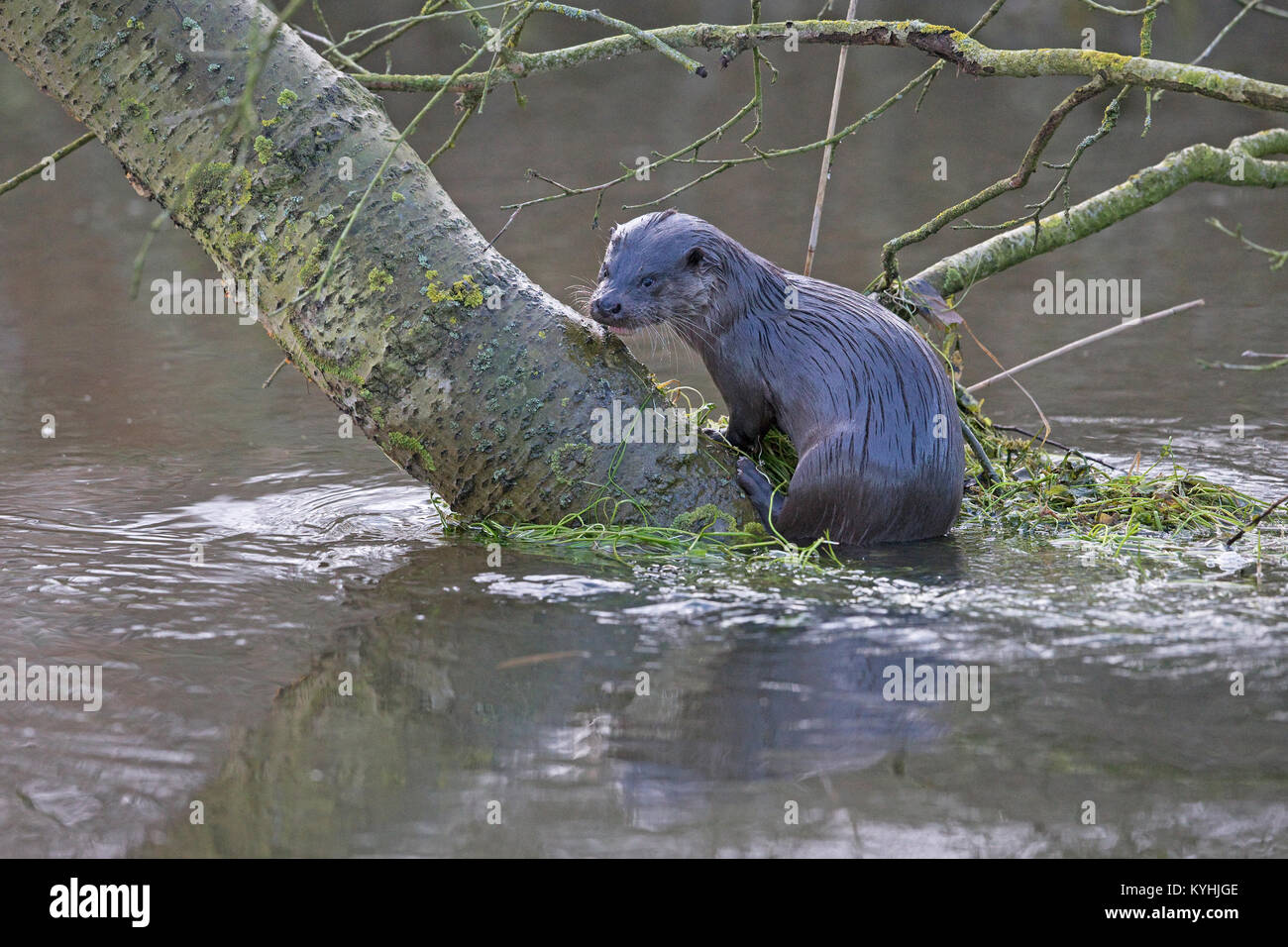 Common Otter (Lutra lutra Stock Photo - Alamy