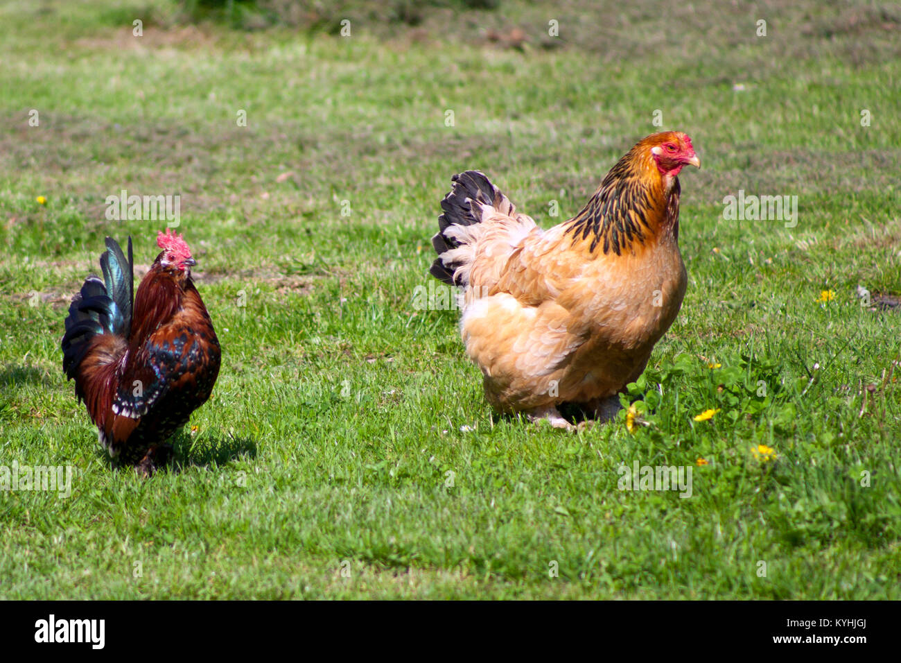 Strutting for two hens hi-res stock photography and images - Alamy