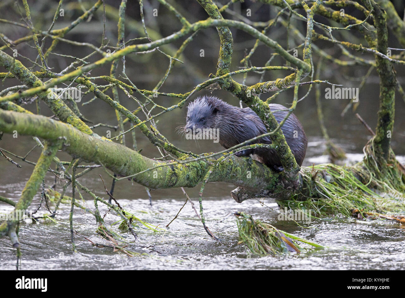 Common Otter (Lutra lutra Stock Photo - Alamy