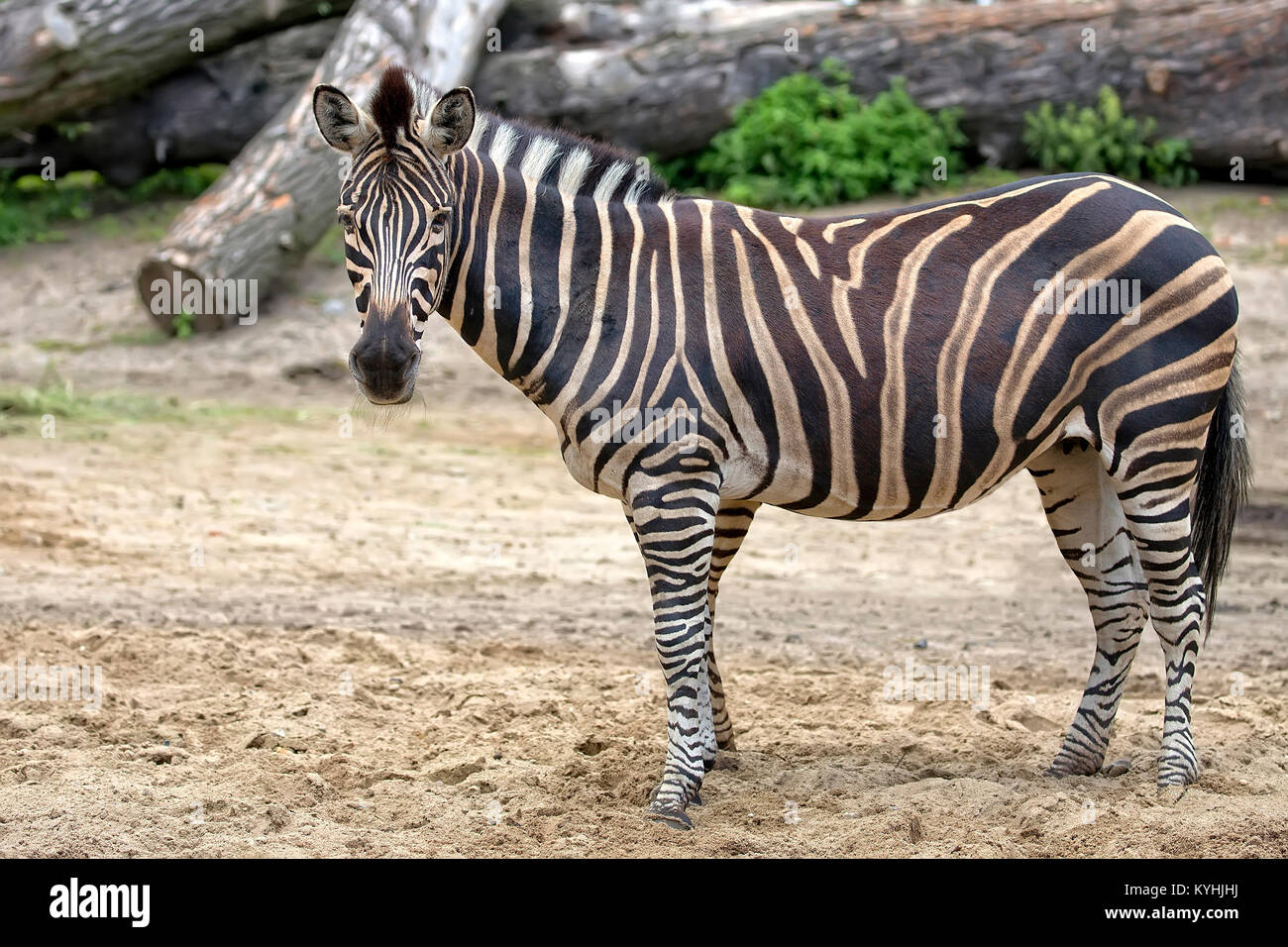 Zebra in a clearing Stock Photo - Alamy