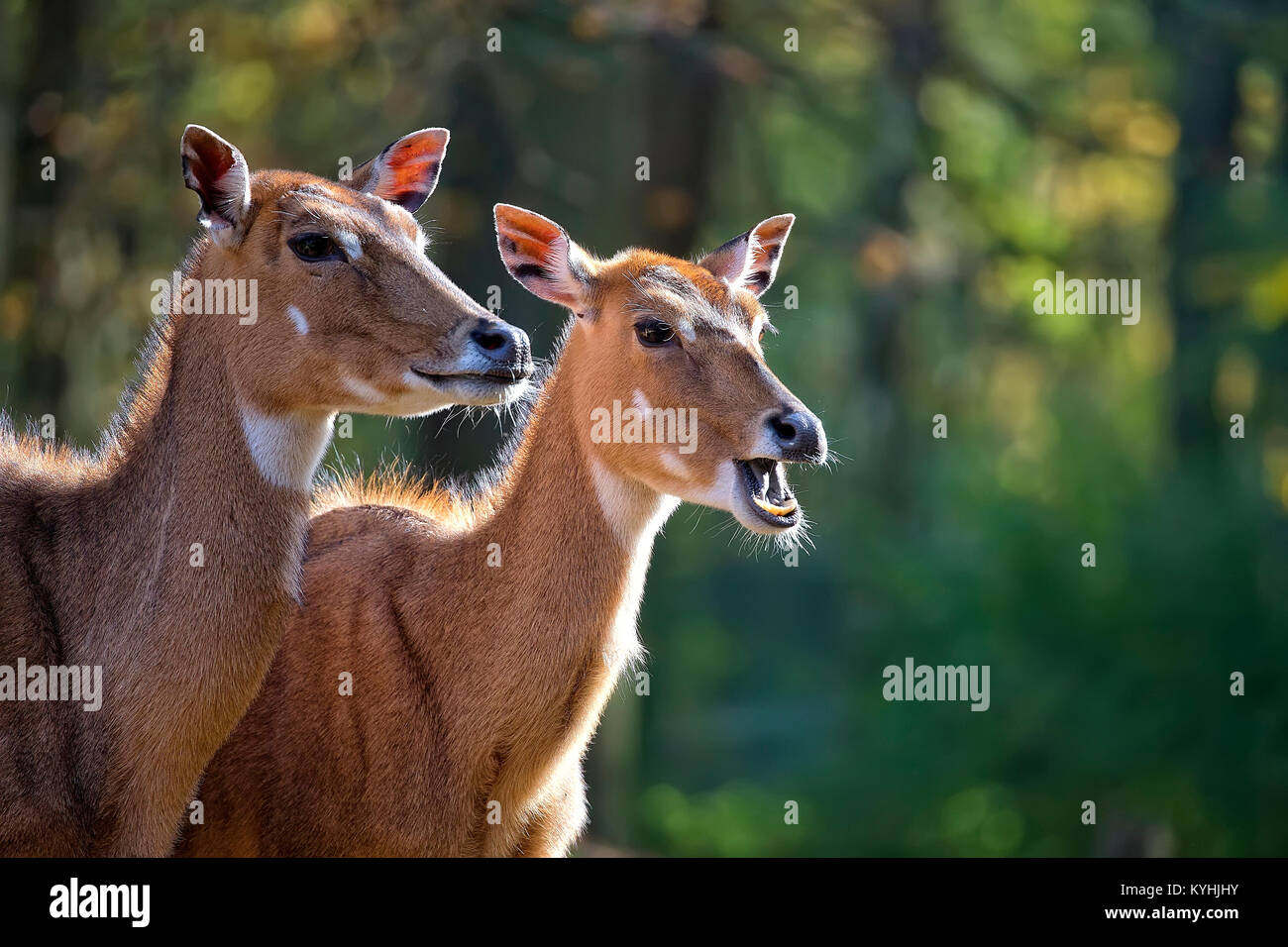 Nilgai in a clearing, a portrait Stock Photo - Alamy