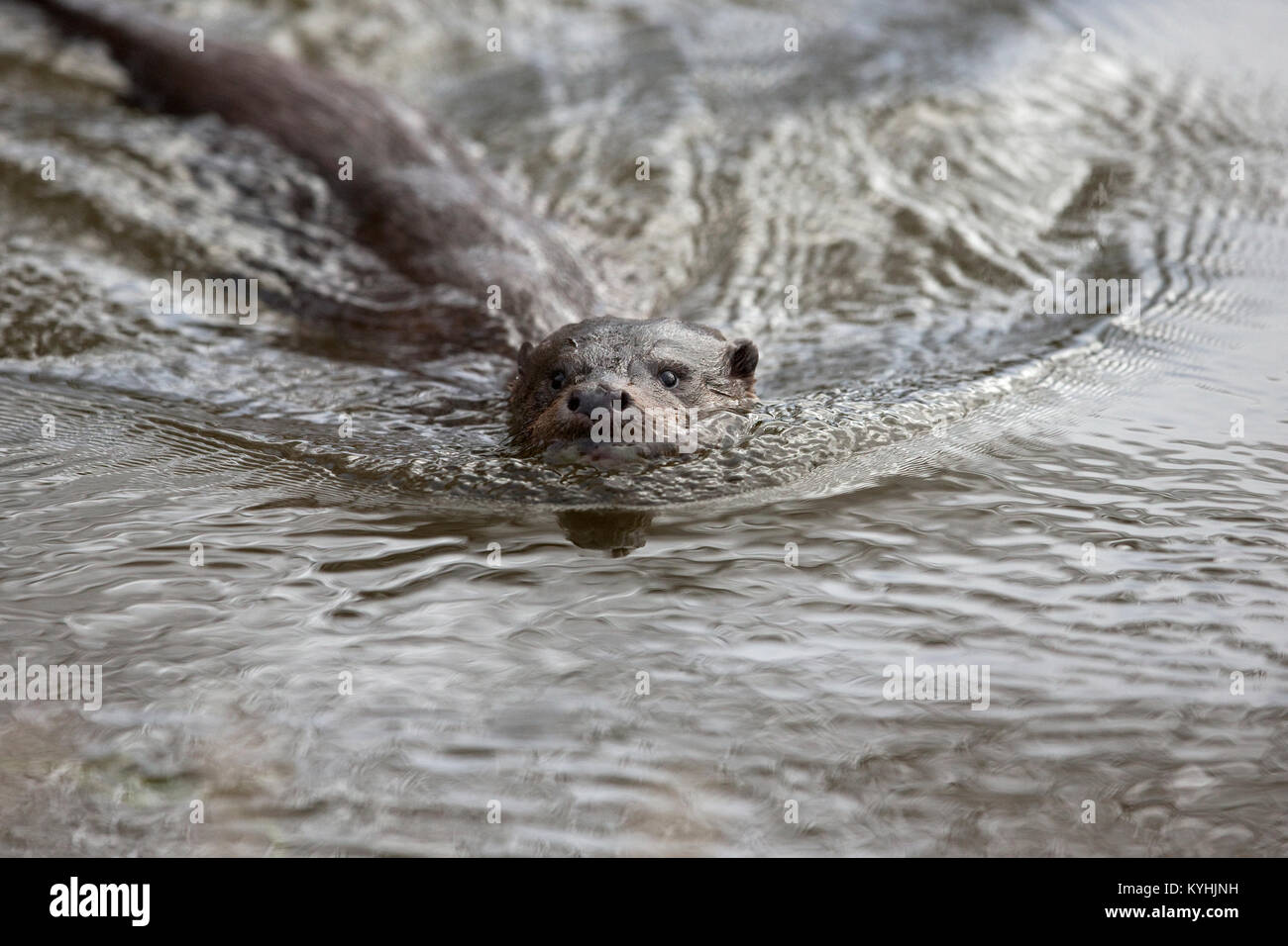 Common Otter (Lutra lutra Stock Photo - Alamy