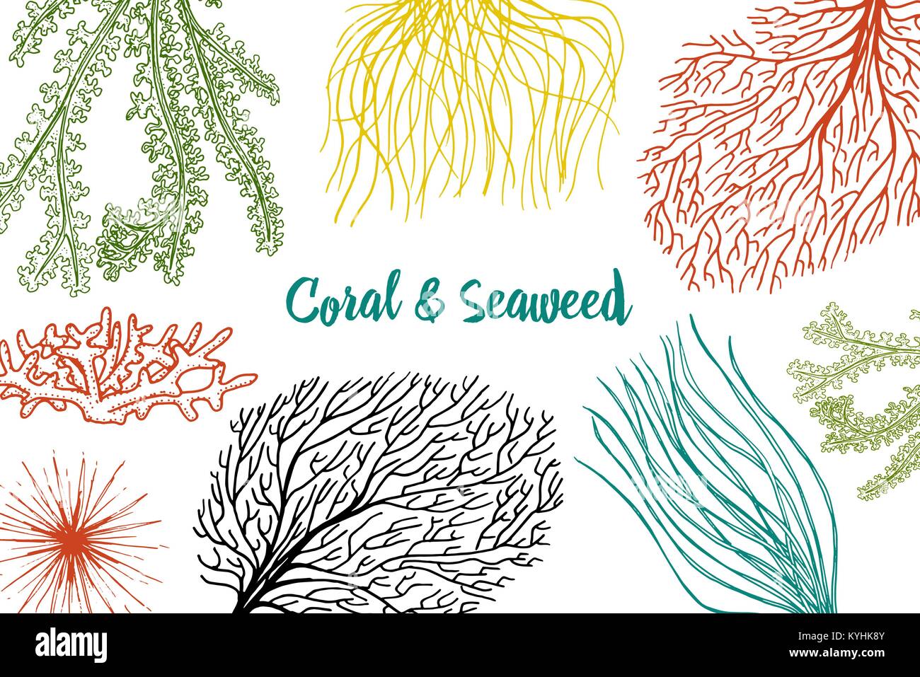 Marine Ocean Plants Drawing