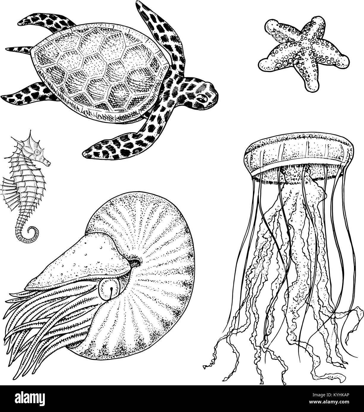 Green sea turtle in coral reef Stock Vector Images - Alamy