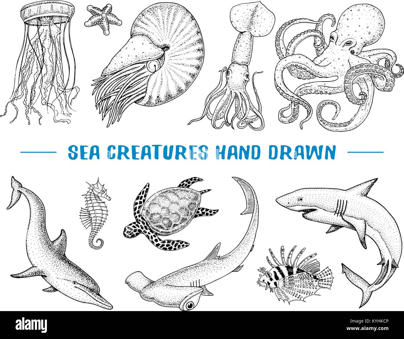 Seafood or sea creature nautilus pompilius, jellyfish and starfish ...