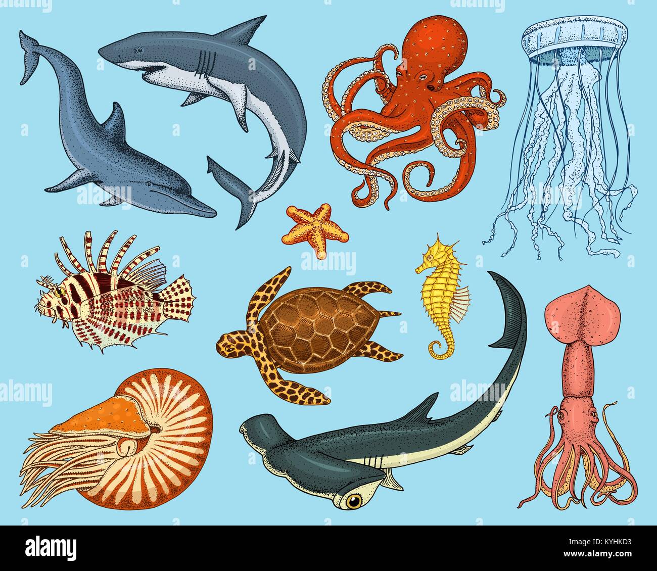 Dolphin tuna Stock Vector Images - Alamy