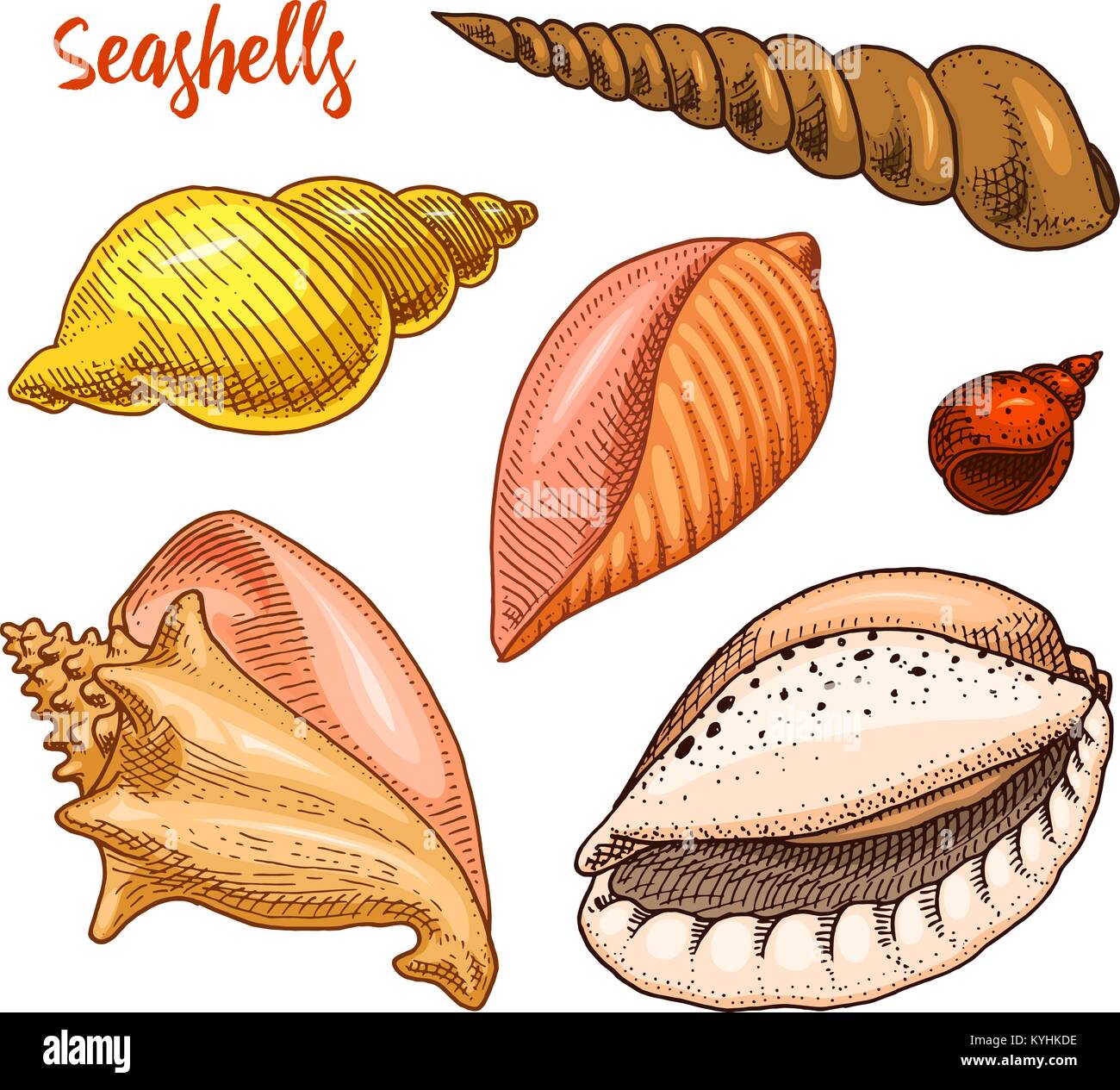 seashells set or mollusca different forms. sea creature. engraved hand ...