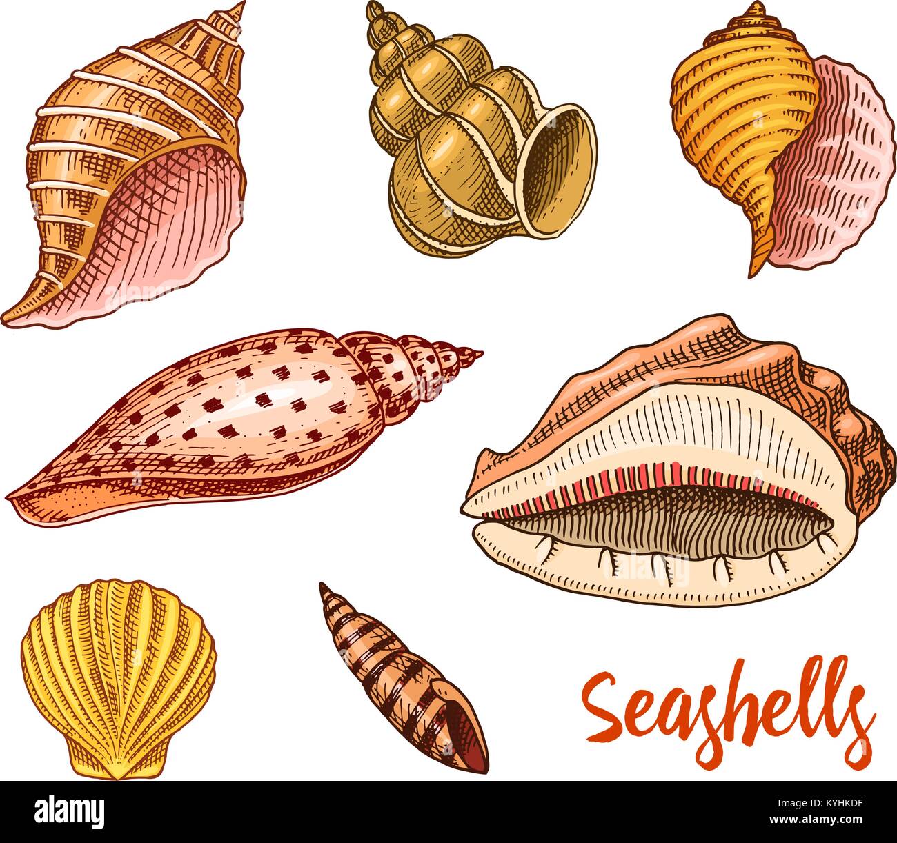 seashells set or mollusca different forms. sea creature. engraved hand ...