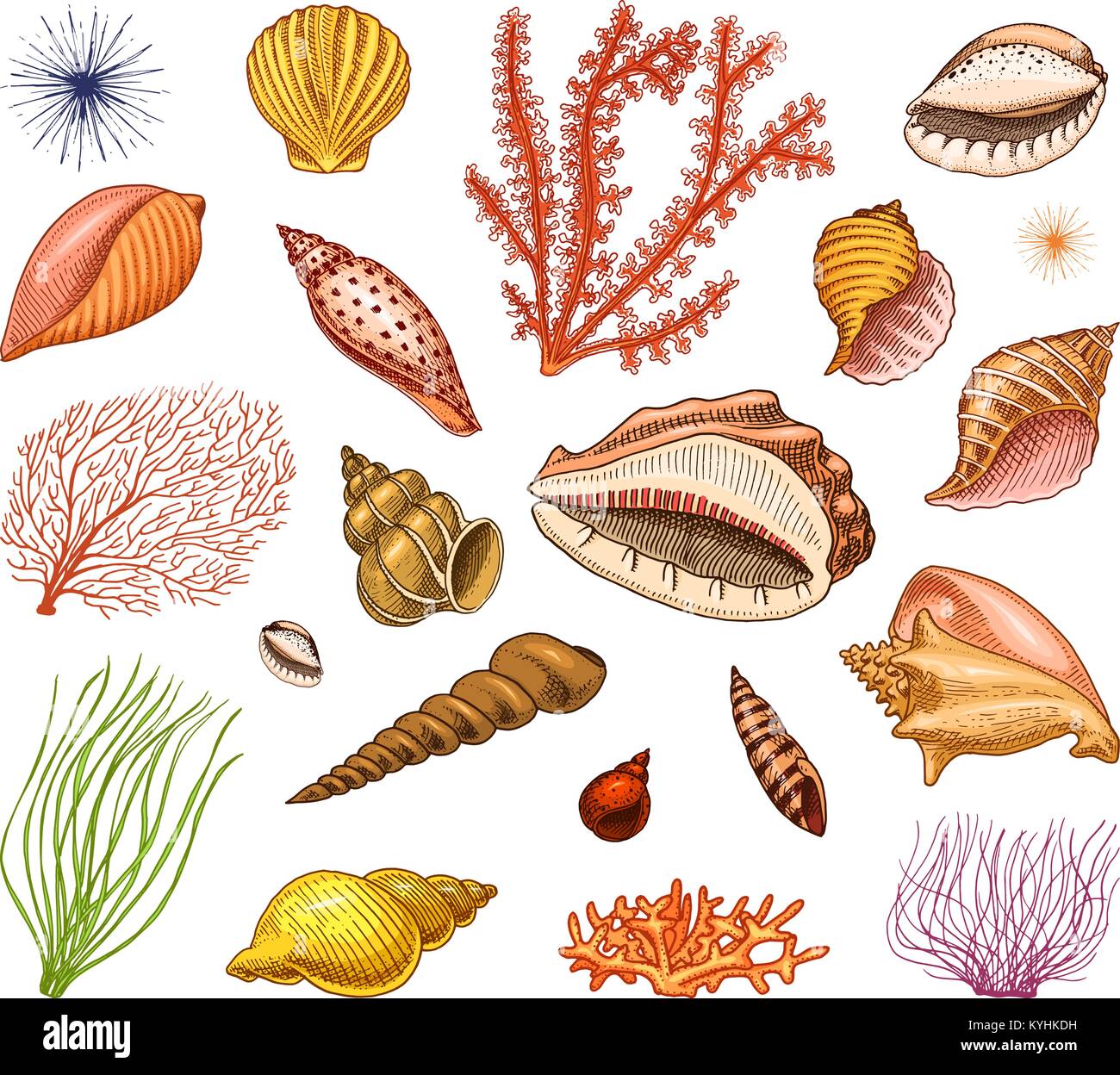 Aquatic forms Stock Vector Images - Alamy