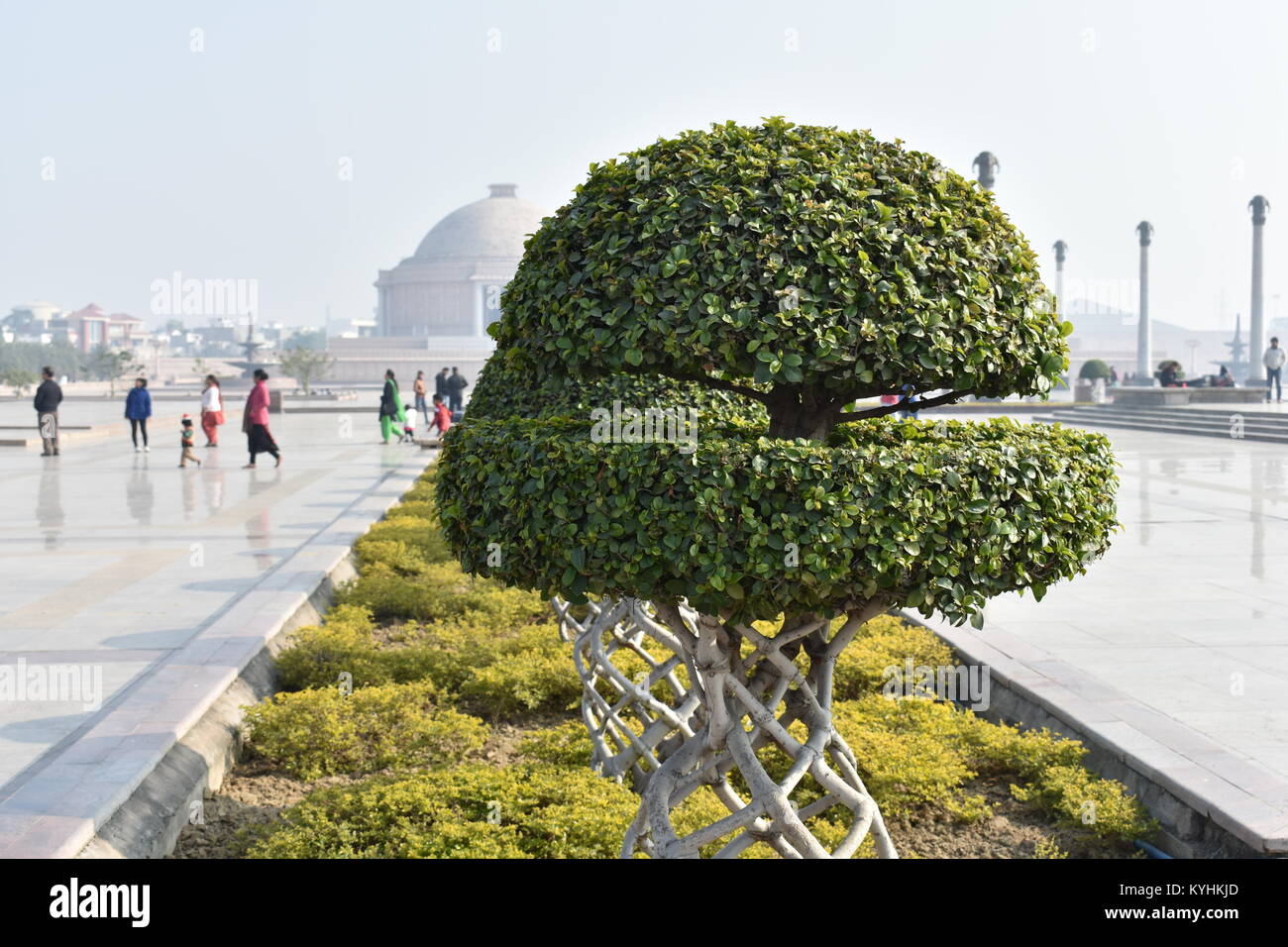 Designer plant in Ambedkar Park, Lucknow,India Stock Photo - Alamy