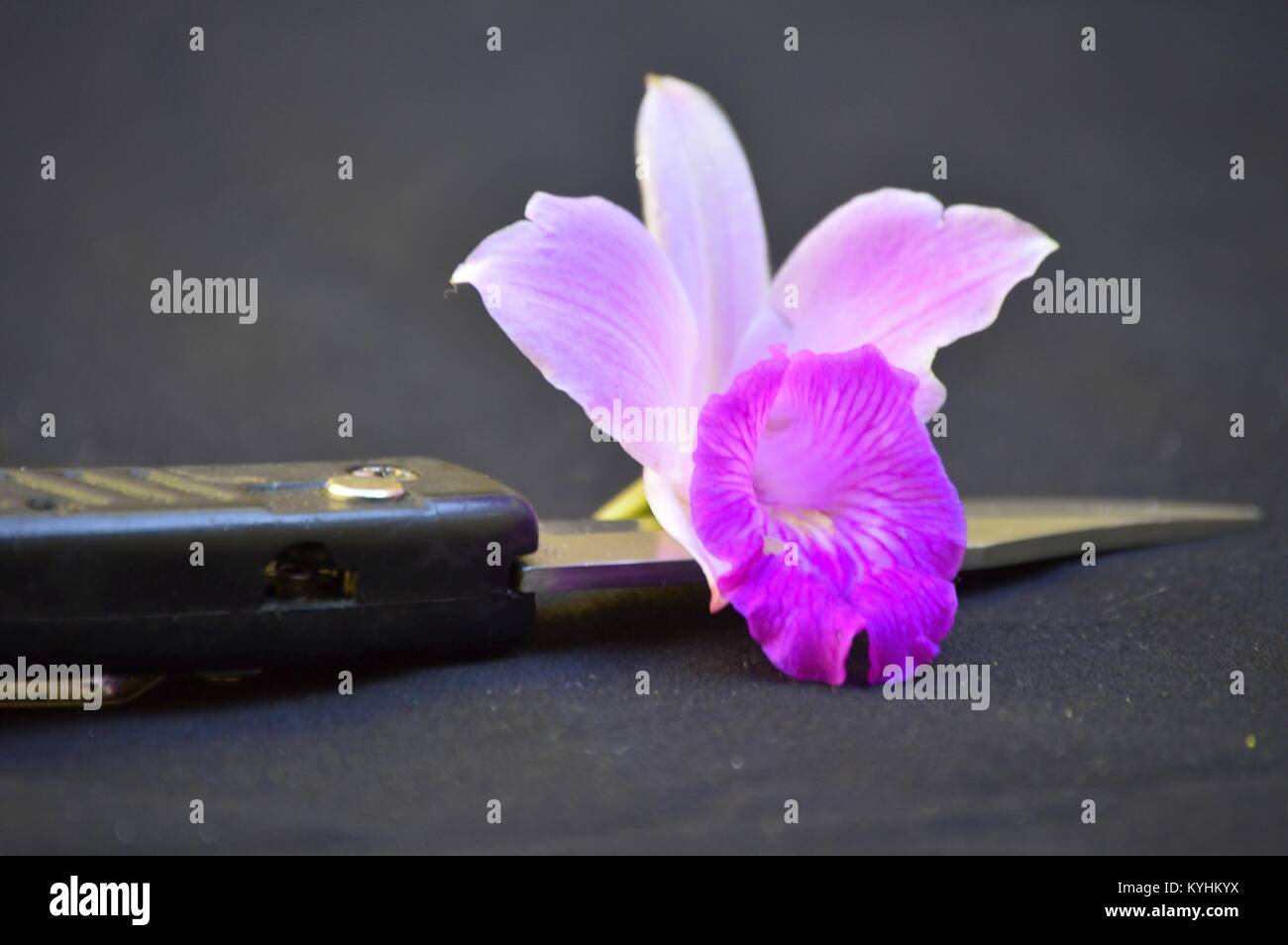 Gender murders hi-res stock photography and images - Alamy