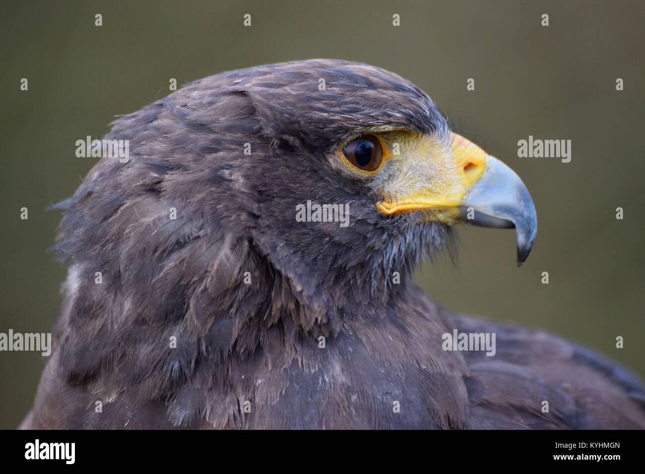 Harris Hawk portrait Stock Photo - Alamy