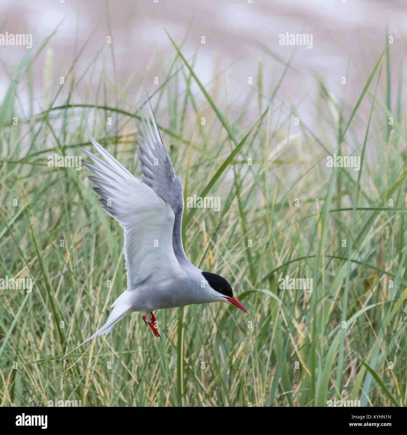 Long nanny tern hi-res stock photography and images - Alamy