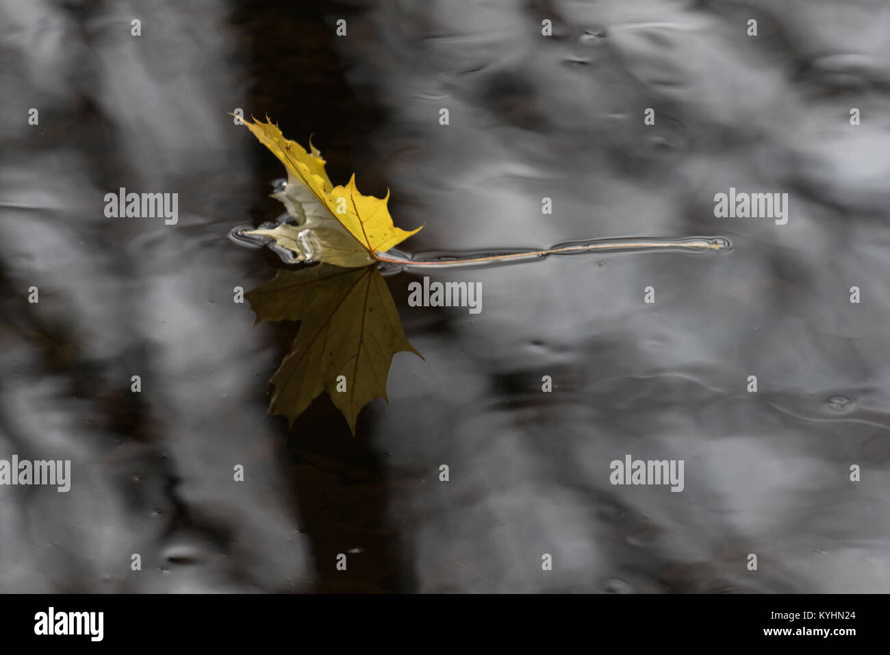 Floating leaf reflection Stock Photo - Alamy
