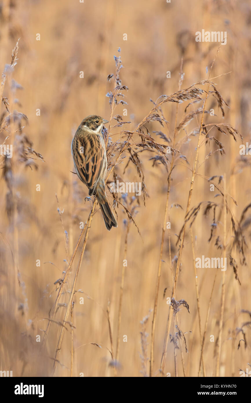 Female Reed Bunting Stock Photo - Alamy