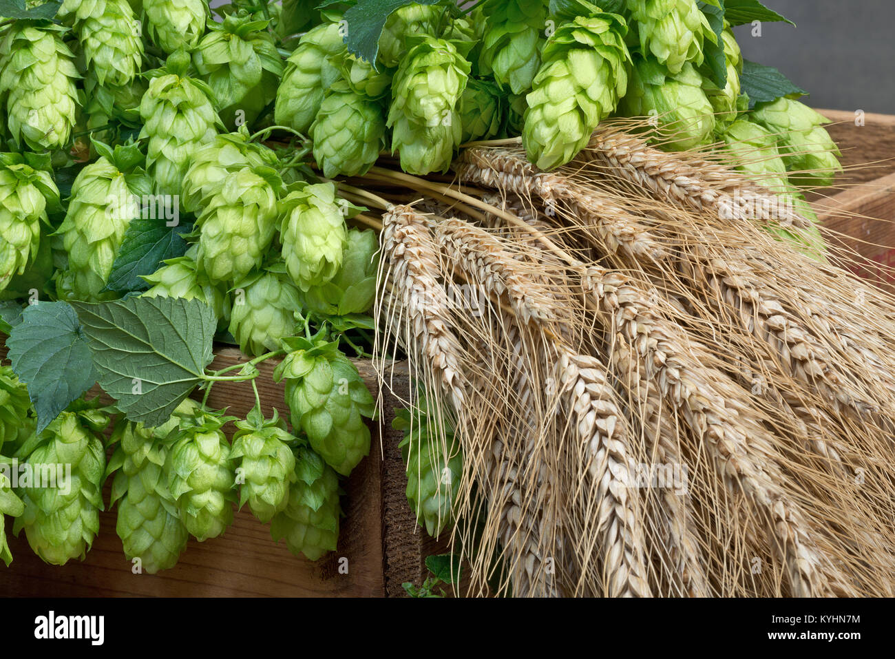 Sheaf Of Corn Wheat Barley Malt Vintage Stock Photos & Sheaf Of Corn ...