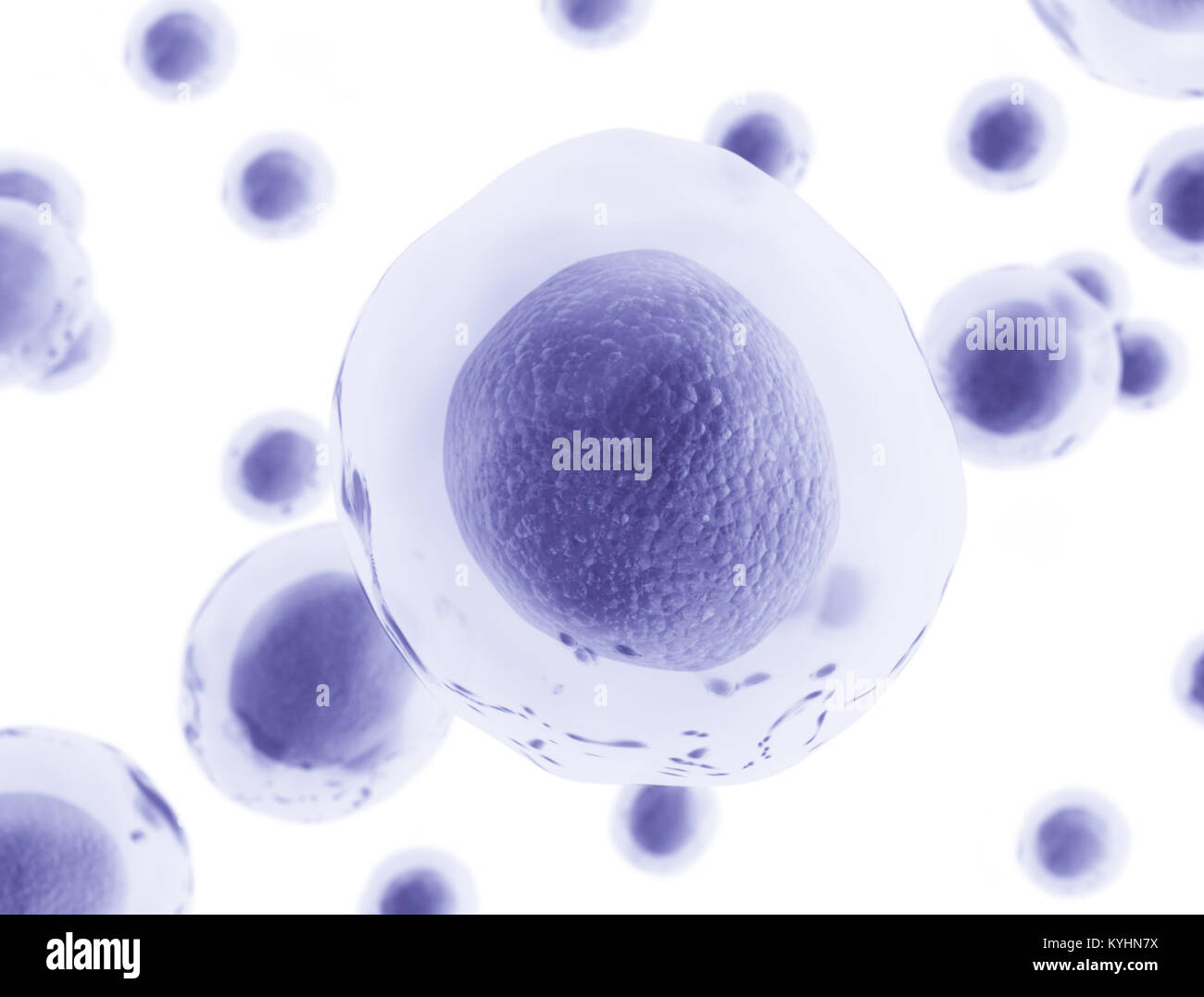 Human cells mitosis microscope hi-res stock photography and images - Alamy