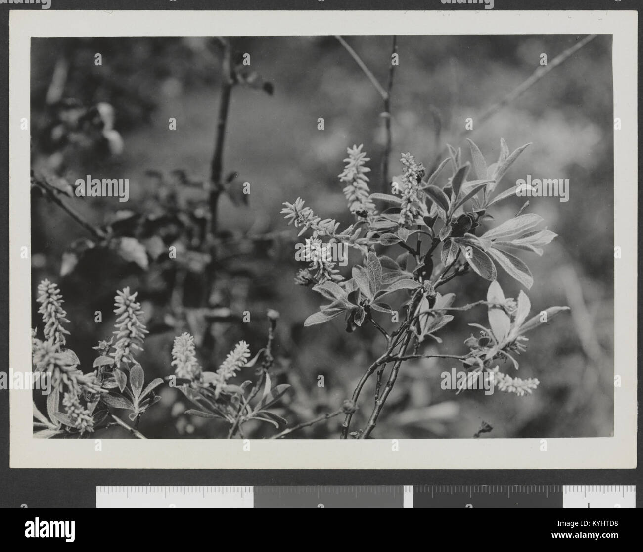 Sorehjallen hi-res stock photography and images - Alamy