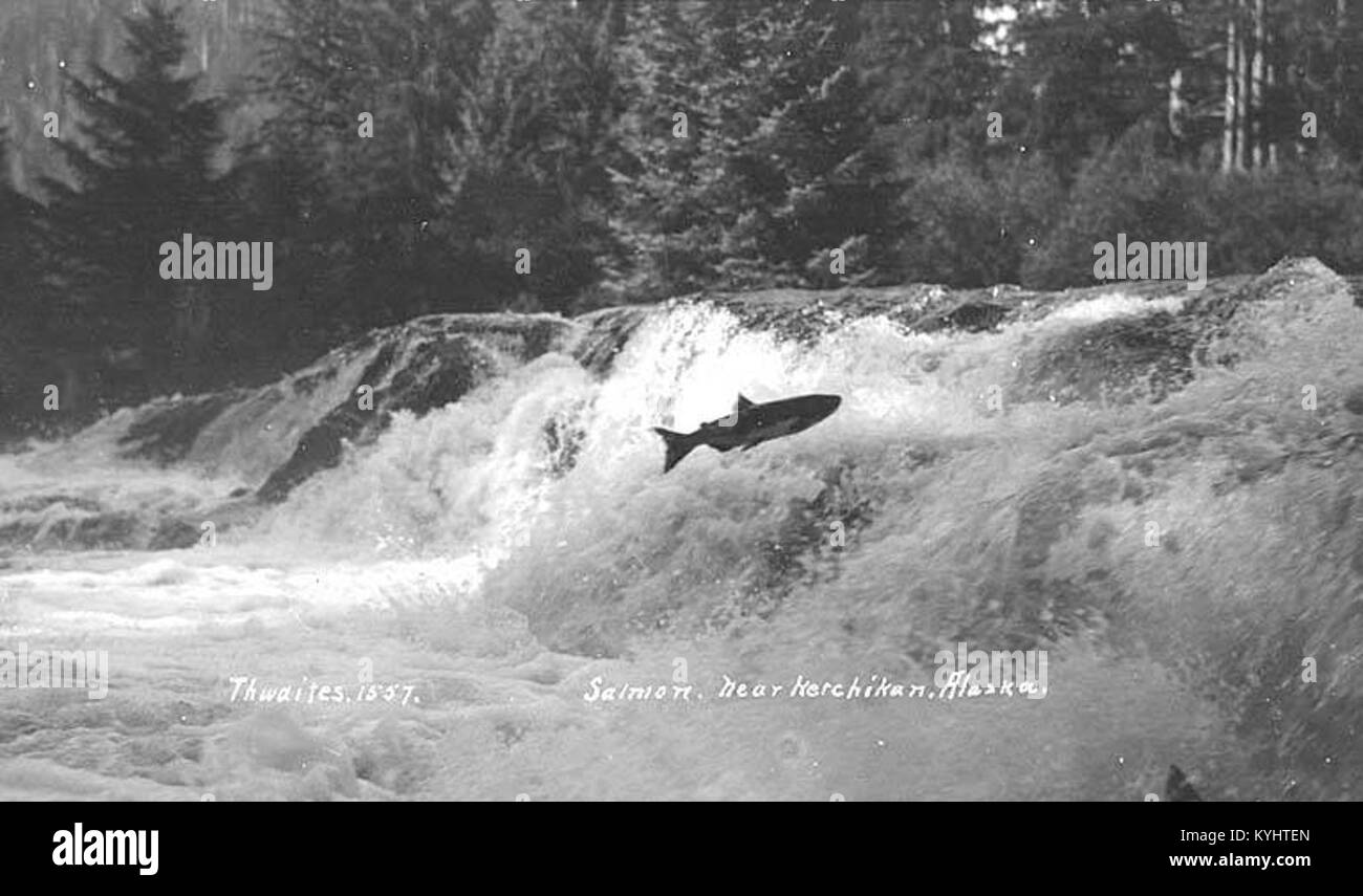 Salmon jumping upstream, near Ketchikan, ca 1912 (THWAITES 206 Stock ...