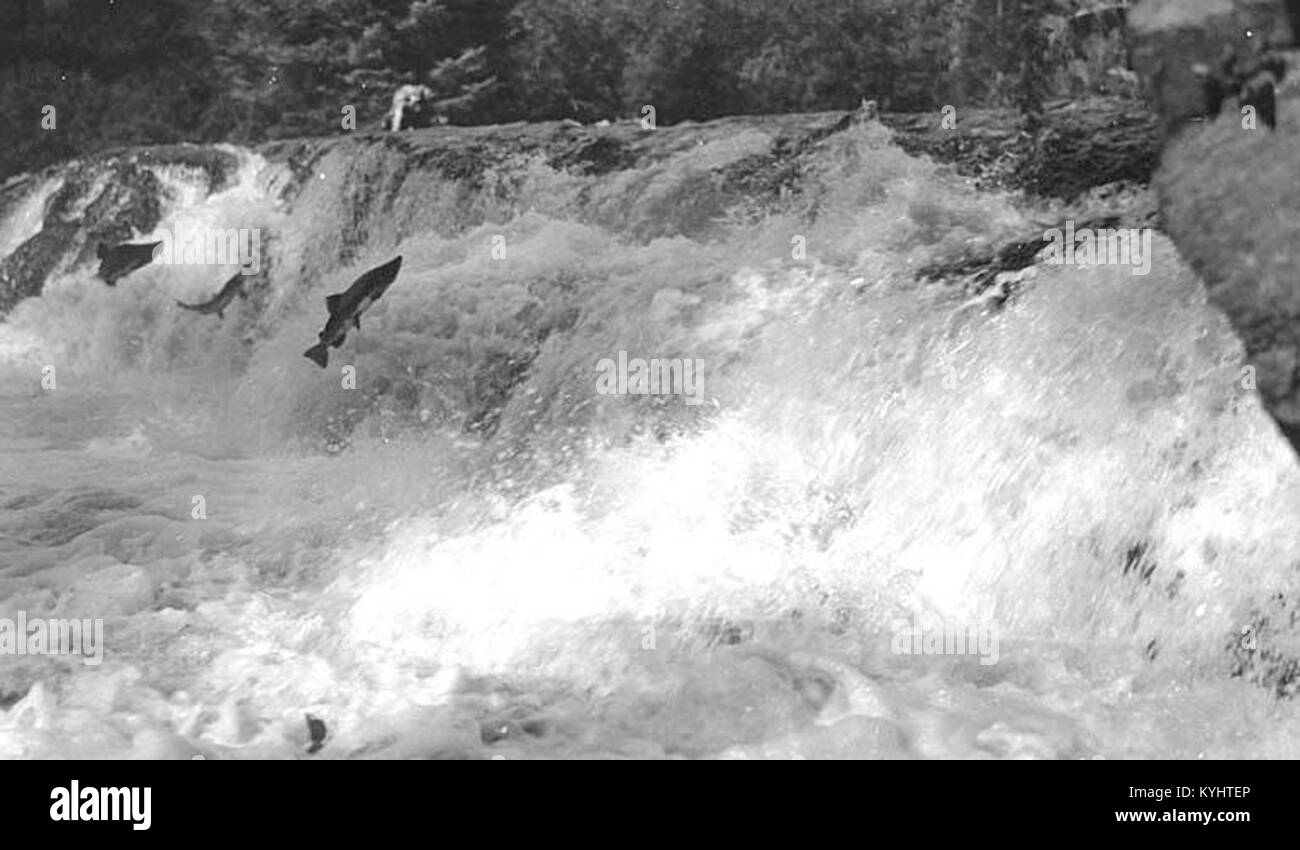 This historic photograph from 1912 shows salmon jumping upstream near ...