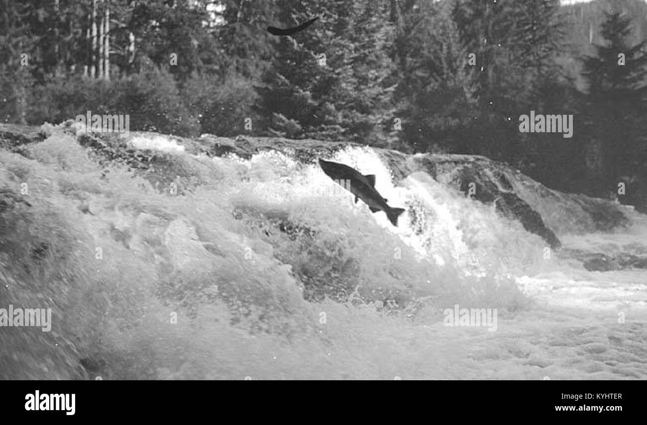 Salmon jumping illustration hi-res stock photography and images - Alamy