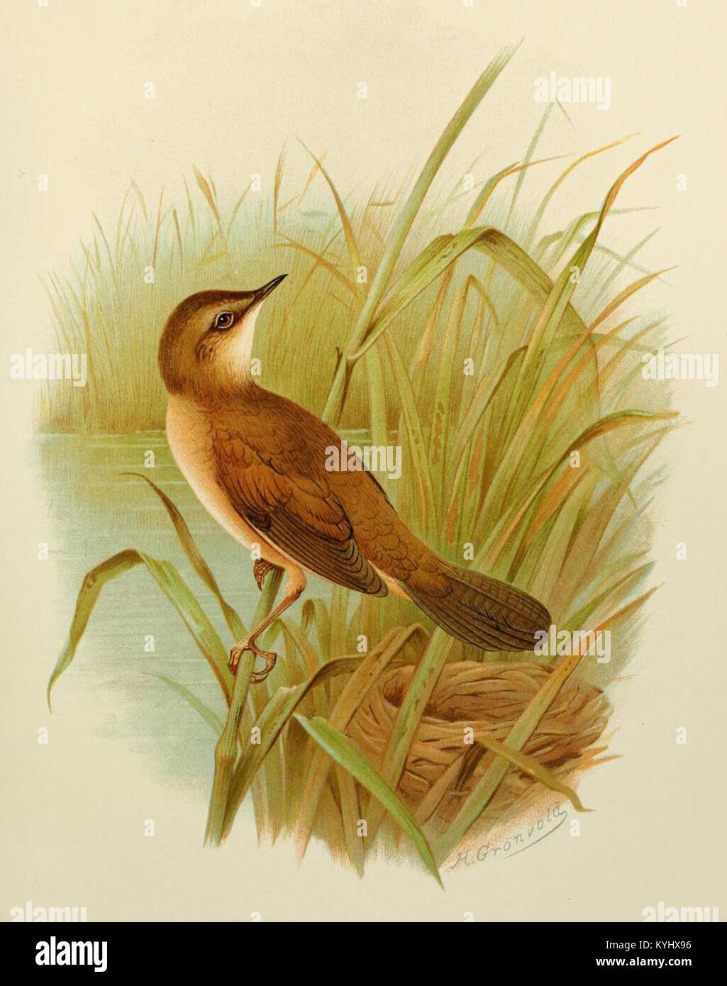 Savi’s Warbler, depicted by Grönvold, is a bird species native to ...