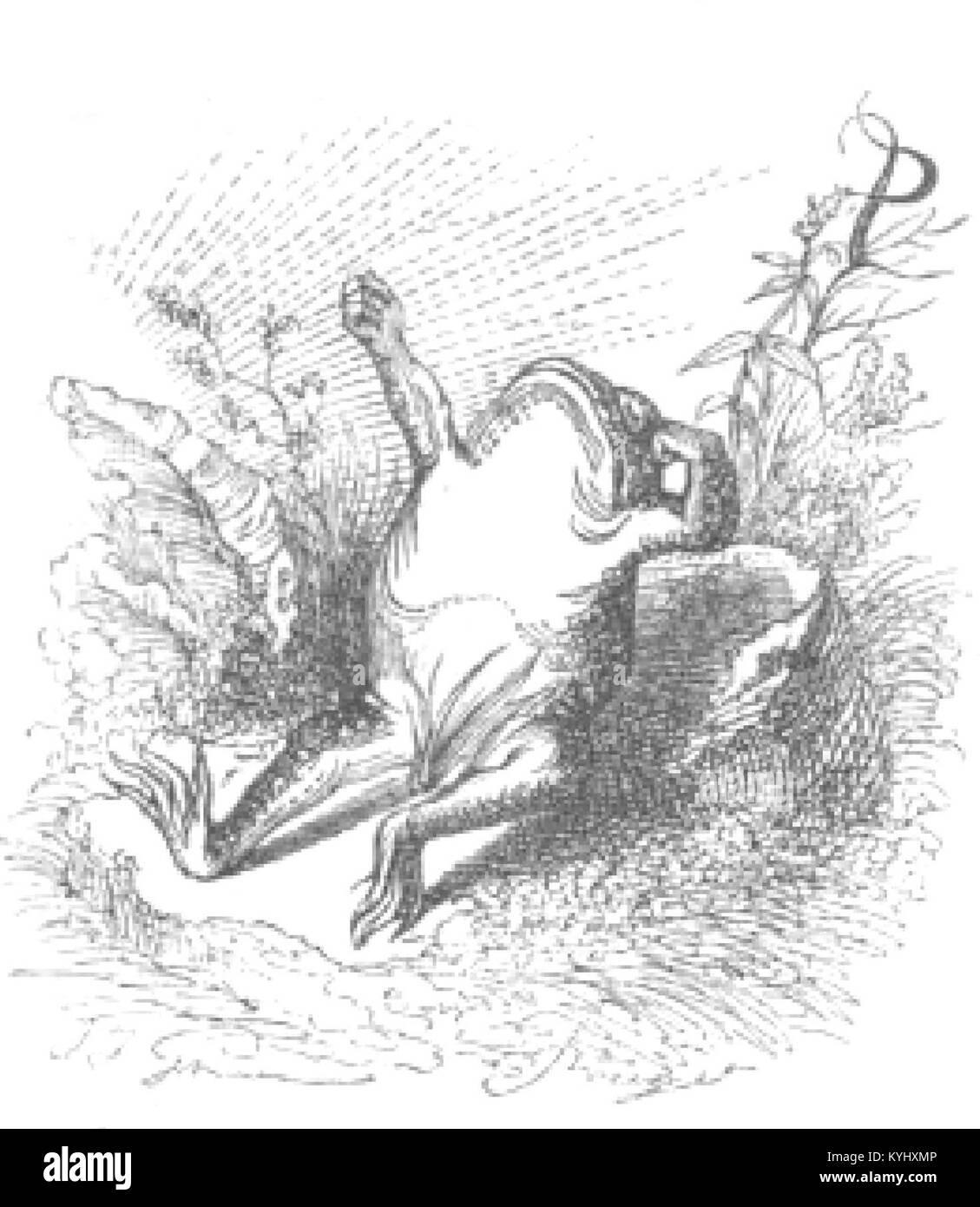 Illustration from field book Cut Out Stock Images & Pictures - Alamy