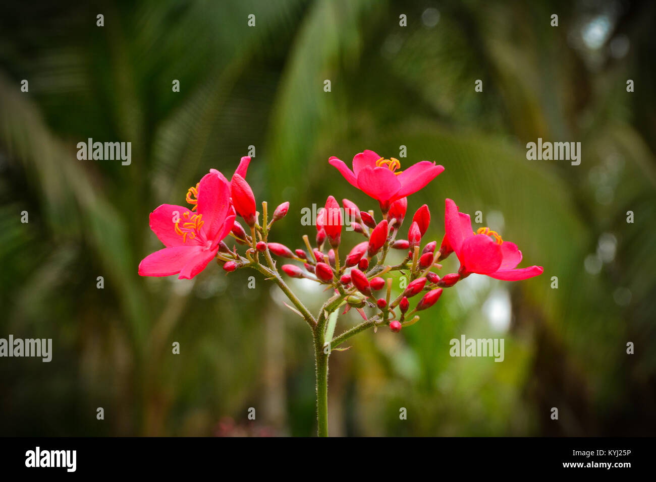Red flower Stock Photo - Alamy