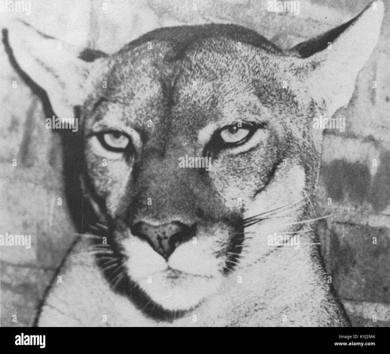 Emphasizing facial features Black and White Stock Photos & Images - Alamy