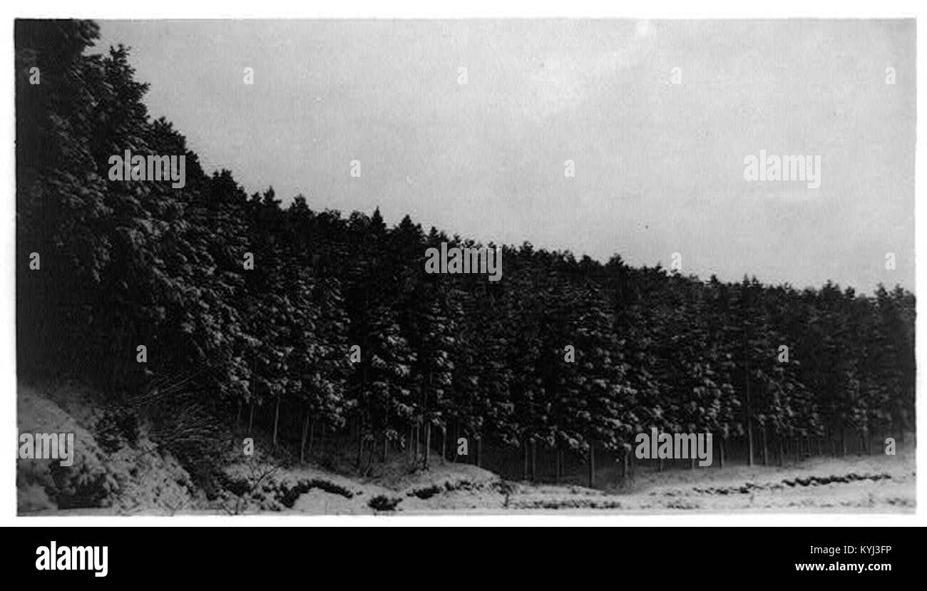 Trees covered snow near Black and White Stock Photos & Images - Alamy