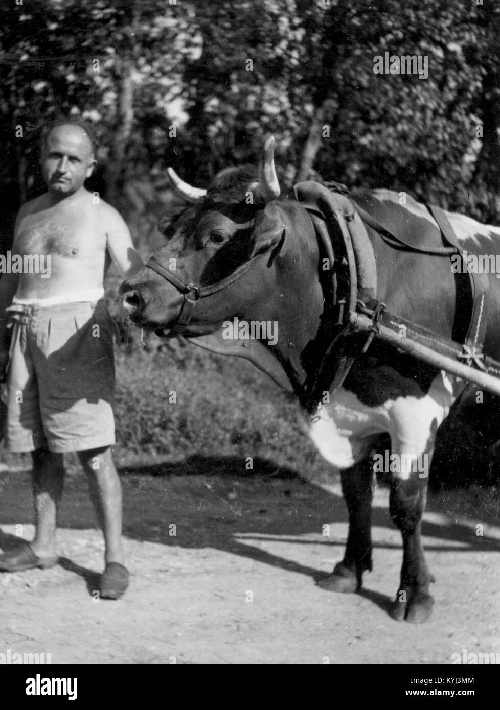 A photograph of modern ox-drawn plowing in Škofije, Slovenia, taken in ...
